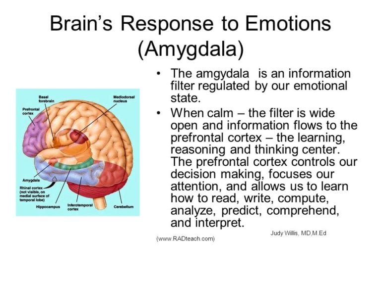 Amygdala diagram - Carmine Mastropierro