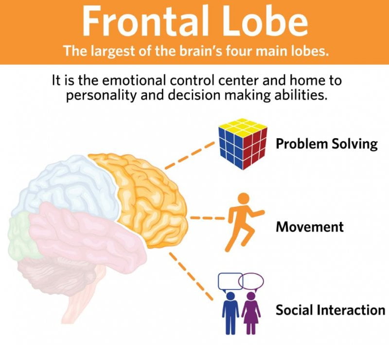 Frontal lobe function - Carmine Mastropierro